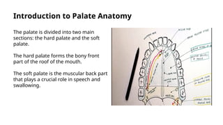 Soft Palate And Hard Palates Muscles.pptx