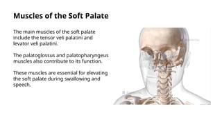 Soft Palate And Hard Palates Muscles.pptx