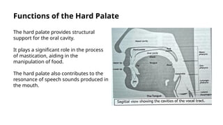 Soft Palate And Hard Palates Muscles.pptx