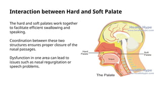 Soft Palate And Hard Palates Muscles.pptx