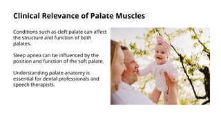 Soft Palate And Hard Palates Muscles.pptx