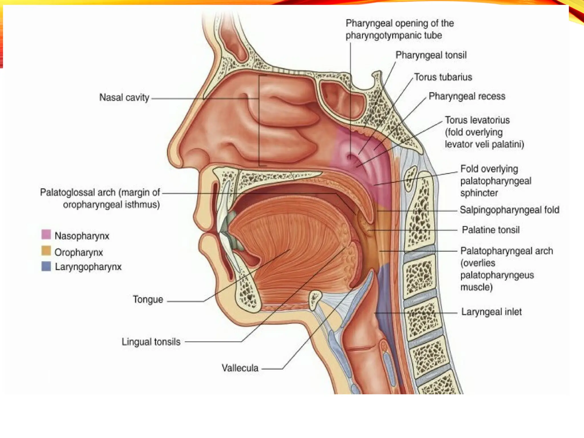 soft palate and pharynx and applied anatomy | PPT
