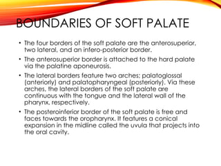 soft palate and pharynx and applied anatomy | PPTX