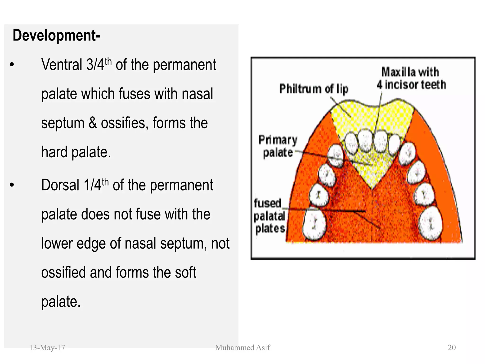 Soft palate for MBBS | PDF