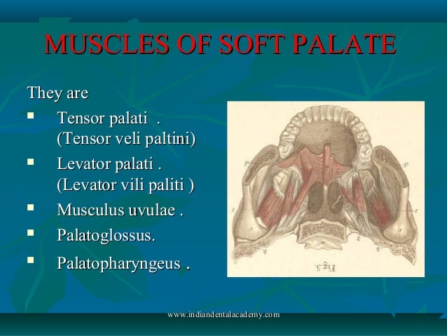 Soft palate,tongue ,floor of the mouth/ dental crown & bridge courses