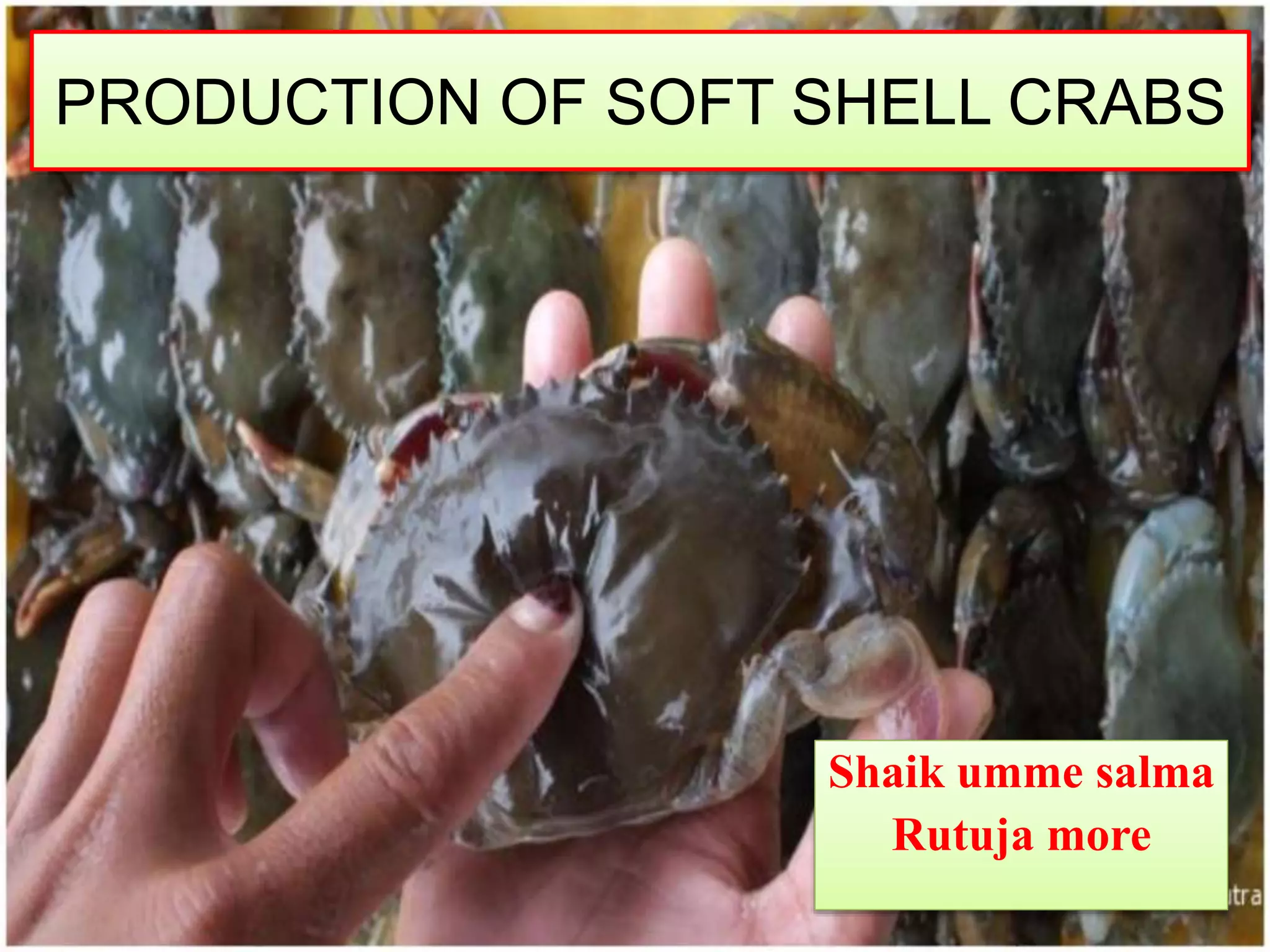 Soft shell producttion | PPTX