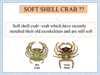 Soft shell producttion | PPTX