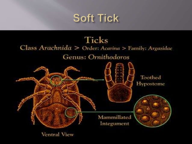 Soft ticks | PPTX | Reptiles | Pets