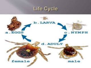 Soft ticks | PPTX | Reptiles | Pets