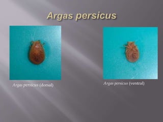 Soft ticks | PPTX | Reptiles | Pets