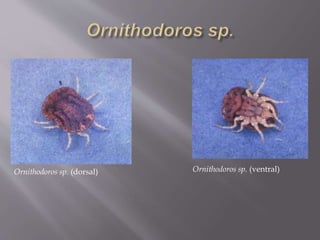 Soft ticks | PPTX | Reptiles | Pets