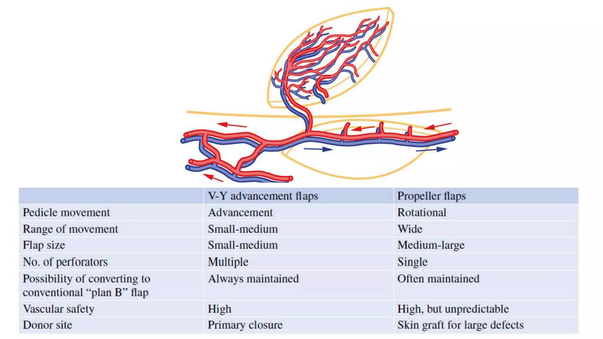 Soft tissue anatomy for hand flaps | PPTX
