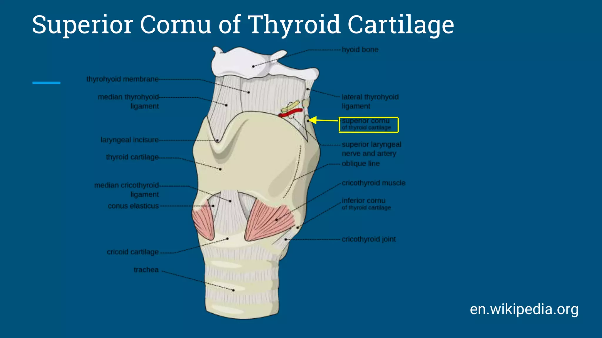 Soft tissue calcification in the neck | PPTX