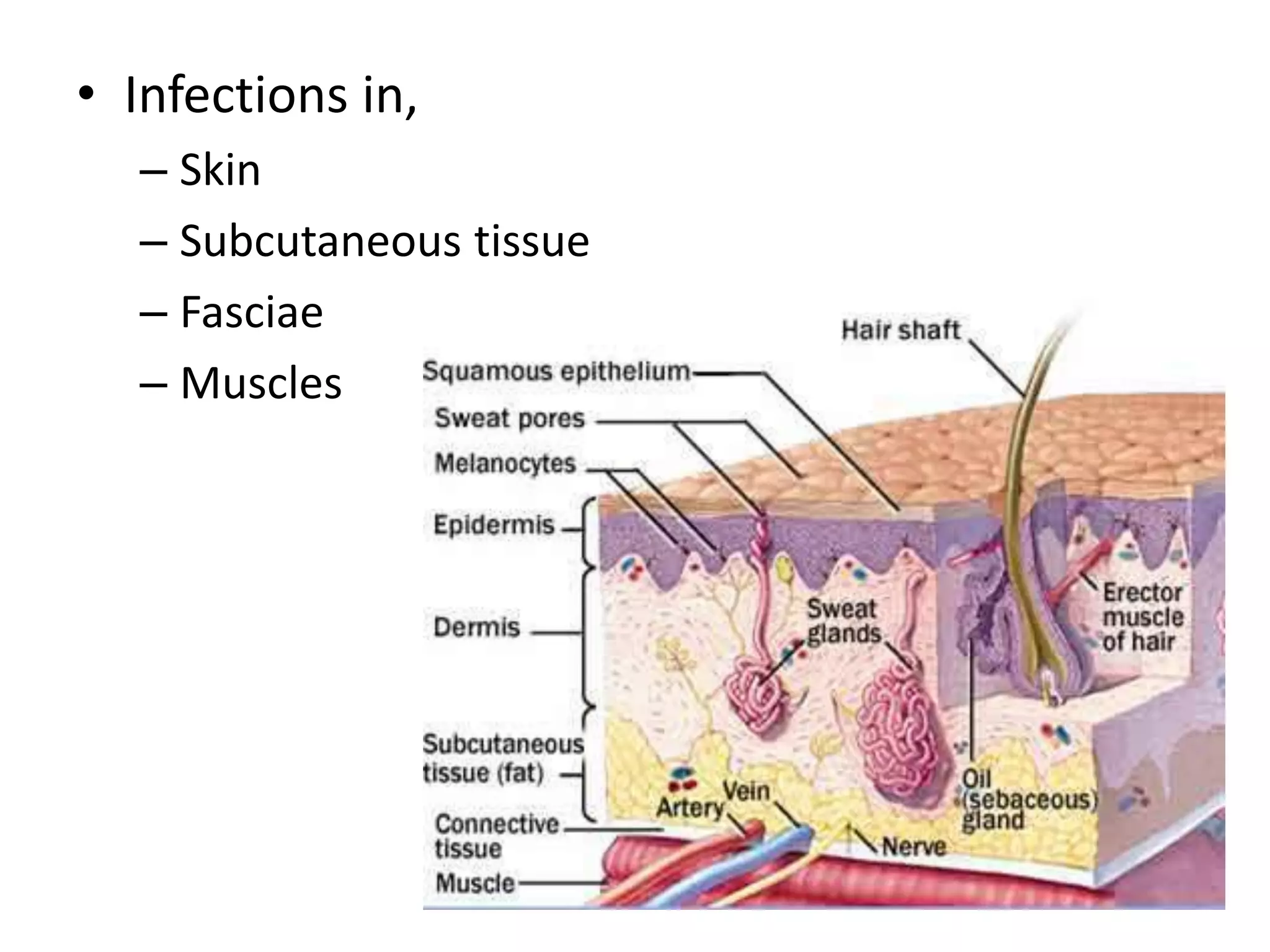 Skin and Soft tissue infections | PPTX