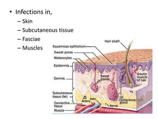 Subcutaneous Tissue