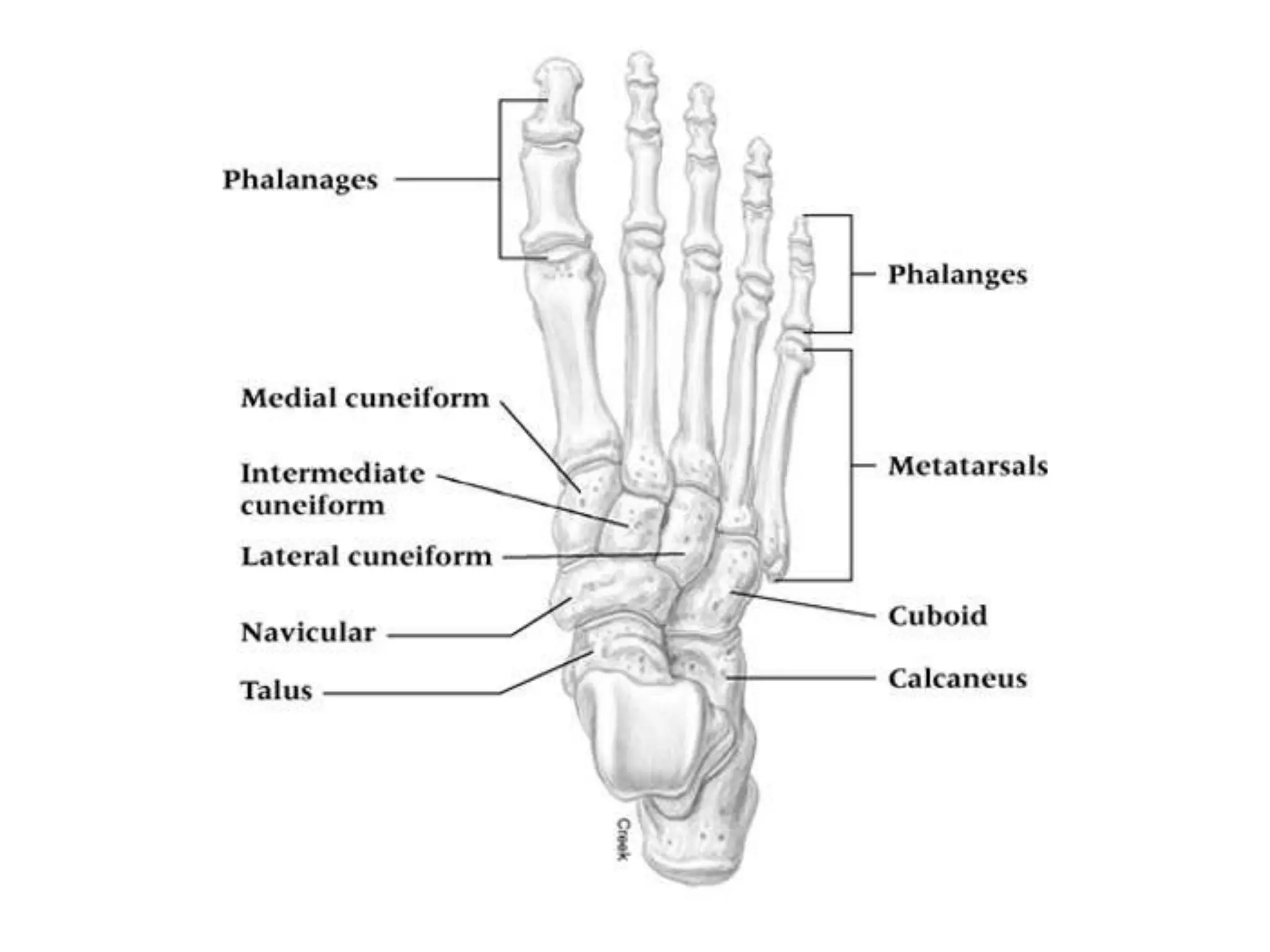 Soft Tissue Injuries of Ankle & Foot.pptx
