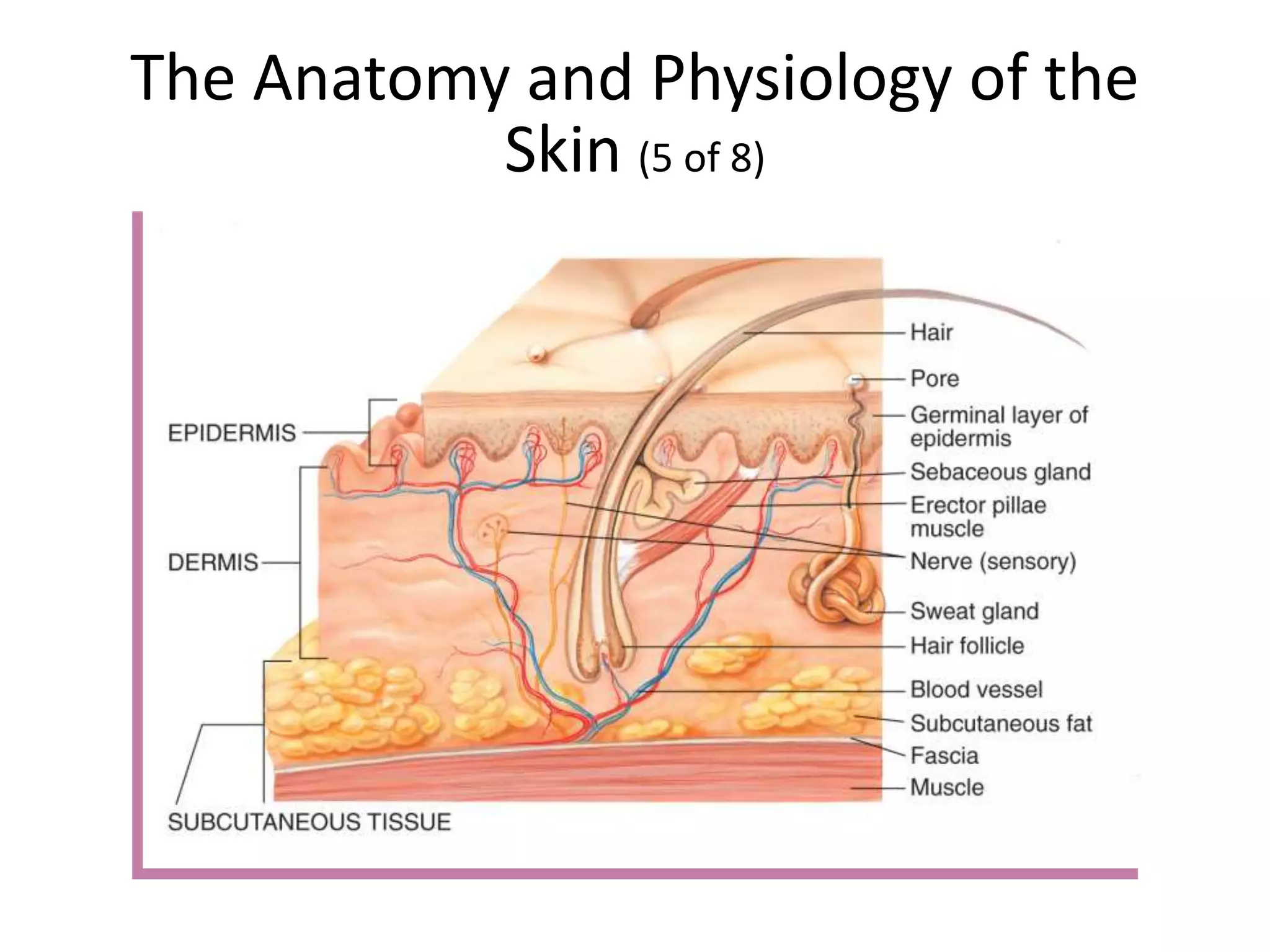 soft tissue injury.pptx