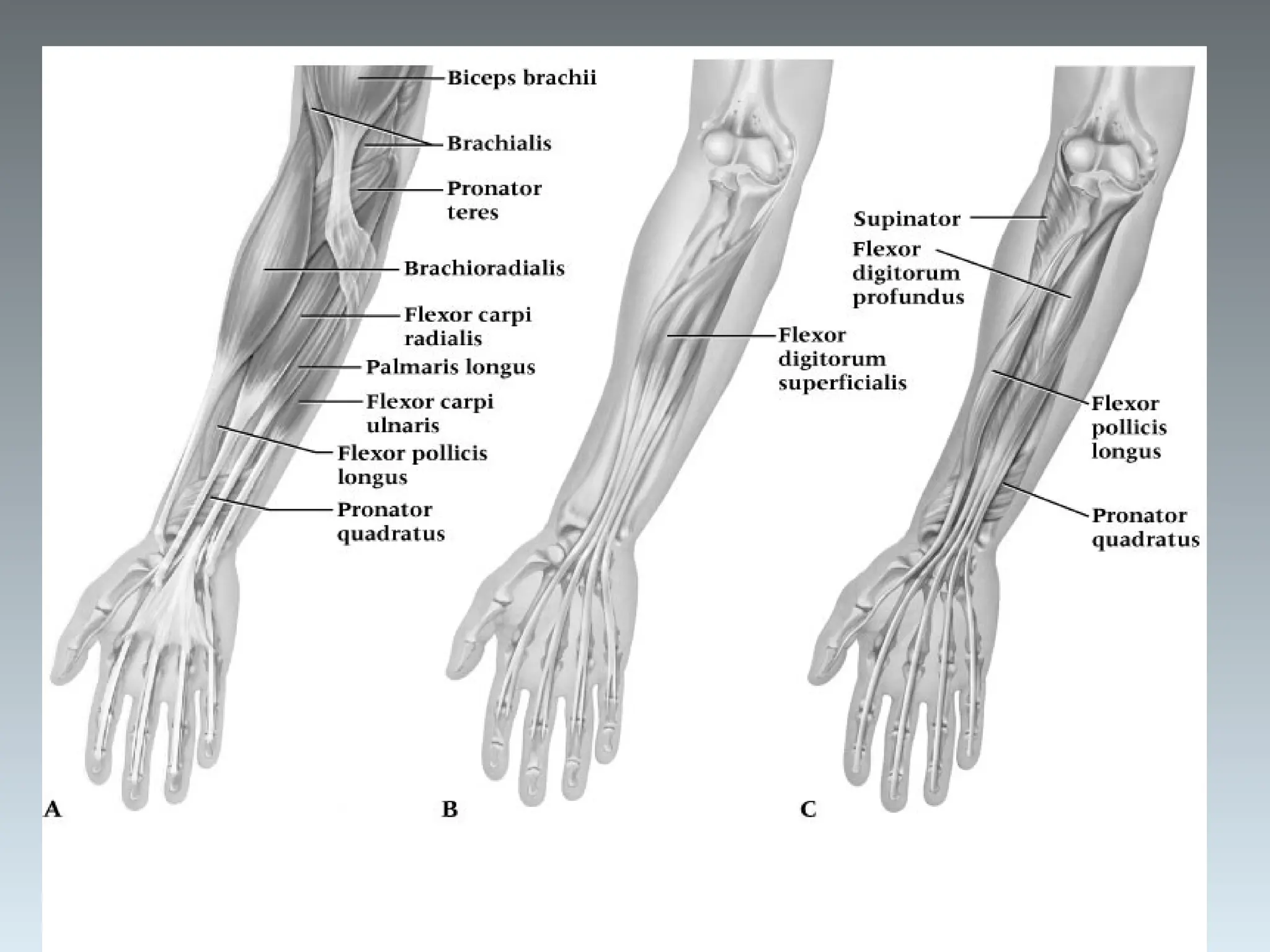soft tissue injury and fractures of forearm, wrist and hand.ppt