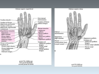 soft tissue injury and fractures of forearm, wrist and hand.ppt