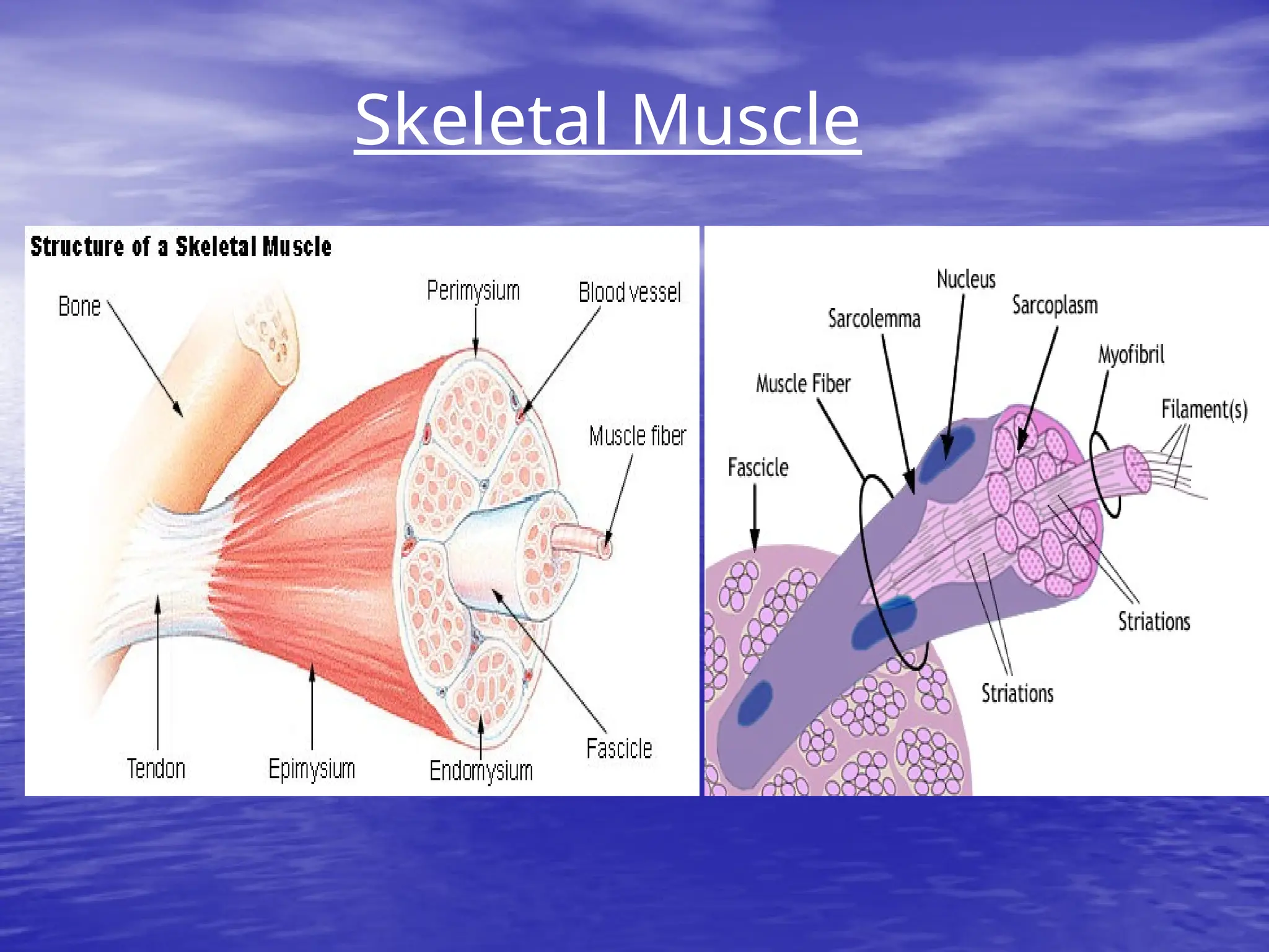 SOFT_TISSUE_INJURY_powerpoint_presentation | PPT