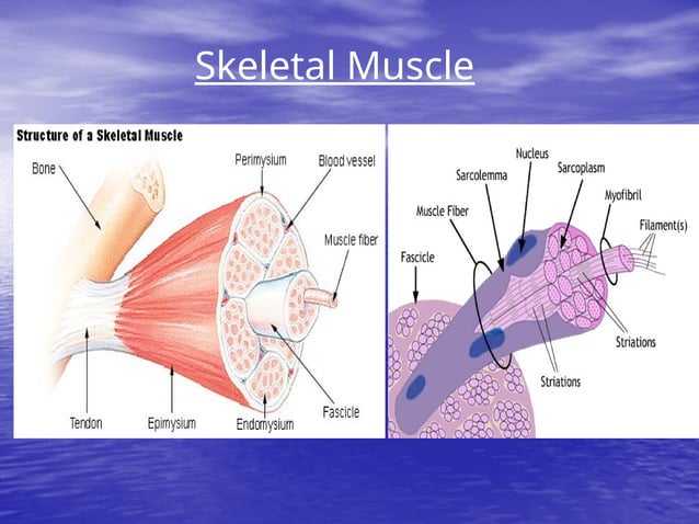 SOFT_TISSUE_INJURY_powerpoint_presentation | PPT