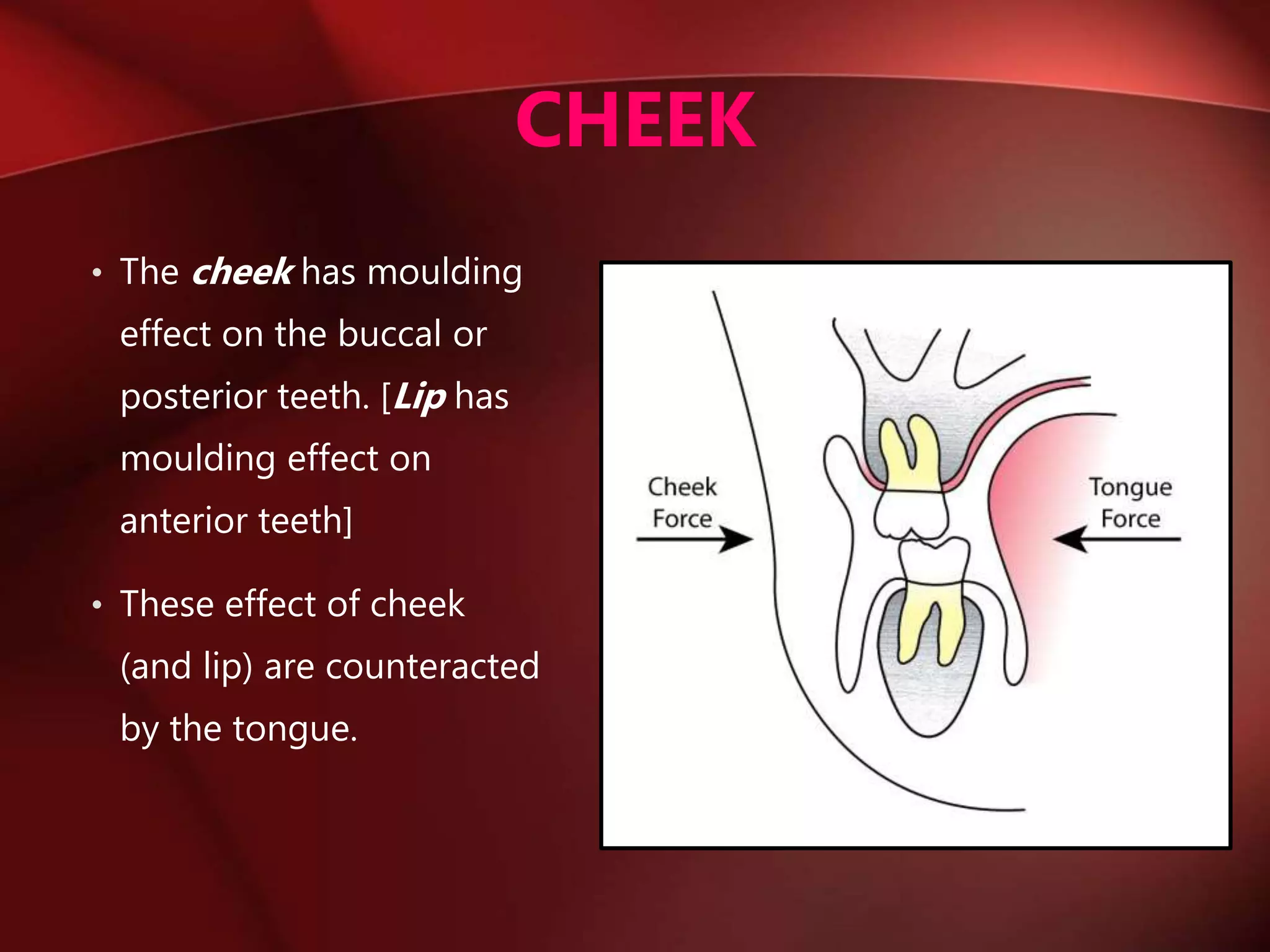 Soft tissue morphology | PPTX