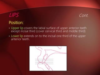 Soft tissue morphology | PPTX