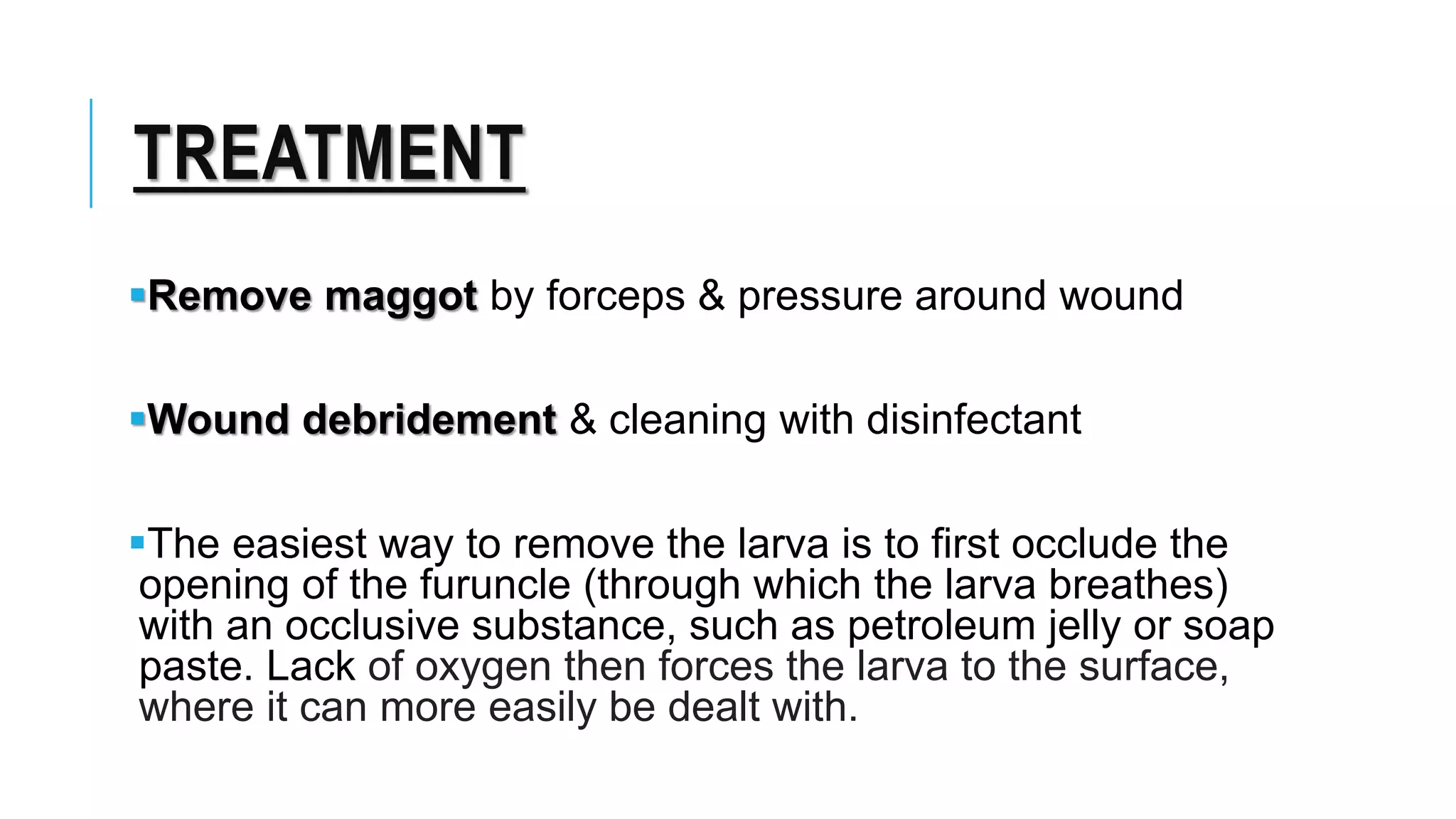 Soft tissue myiasis (MAGGOTS) || Simplified Explanation || Images ...