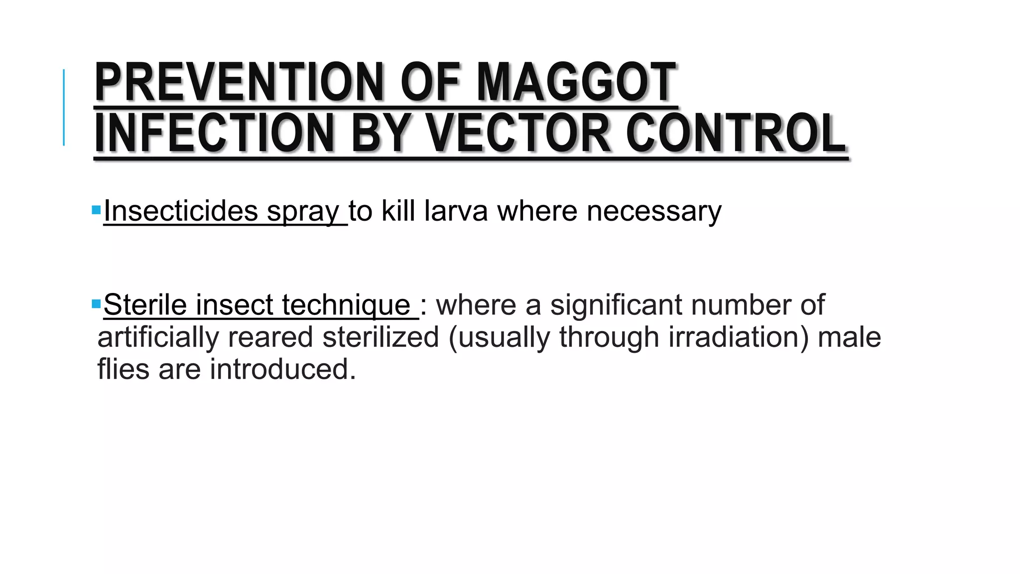 Soft tissue myiasis (MAGGOTS) || Simplified Explanation || Images ...