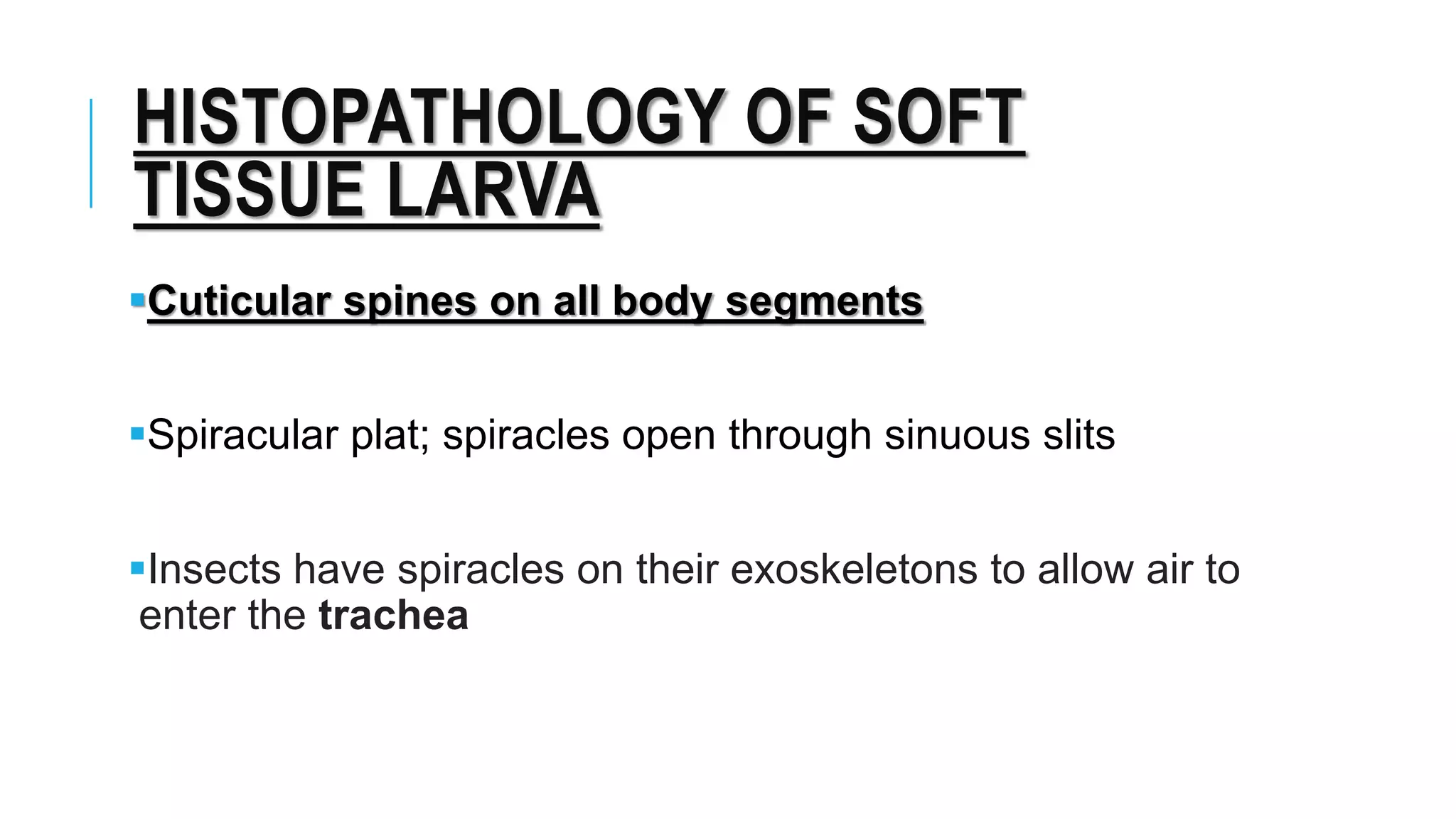 Soft tissue myiasis (MAGGOTS) || Simplified Explanation || Images ...