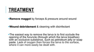Soft tissue myiasis (MAGGOTS) || Simplified Explanation || Images ...
