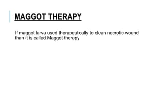 Soft tissue myiasis (MAGGOTS) || Simplified Explanation || Images ...