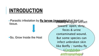Soft tissue myiasis (MAGGOTS) || Simplified Explanation || Images ...