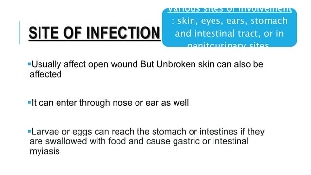 Soft tissue myiasis (MAGGOTS) || Simplified Explanation || Images ...