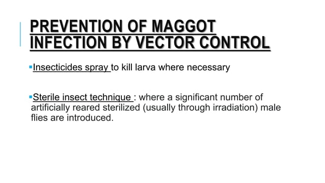 Soft tissue myiasis (MAGGOTS) || Simplified Explanation || Images ...