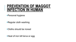 Soft tissue myiasis (MAGGOTS) || Simplified Explanation || Images ...