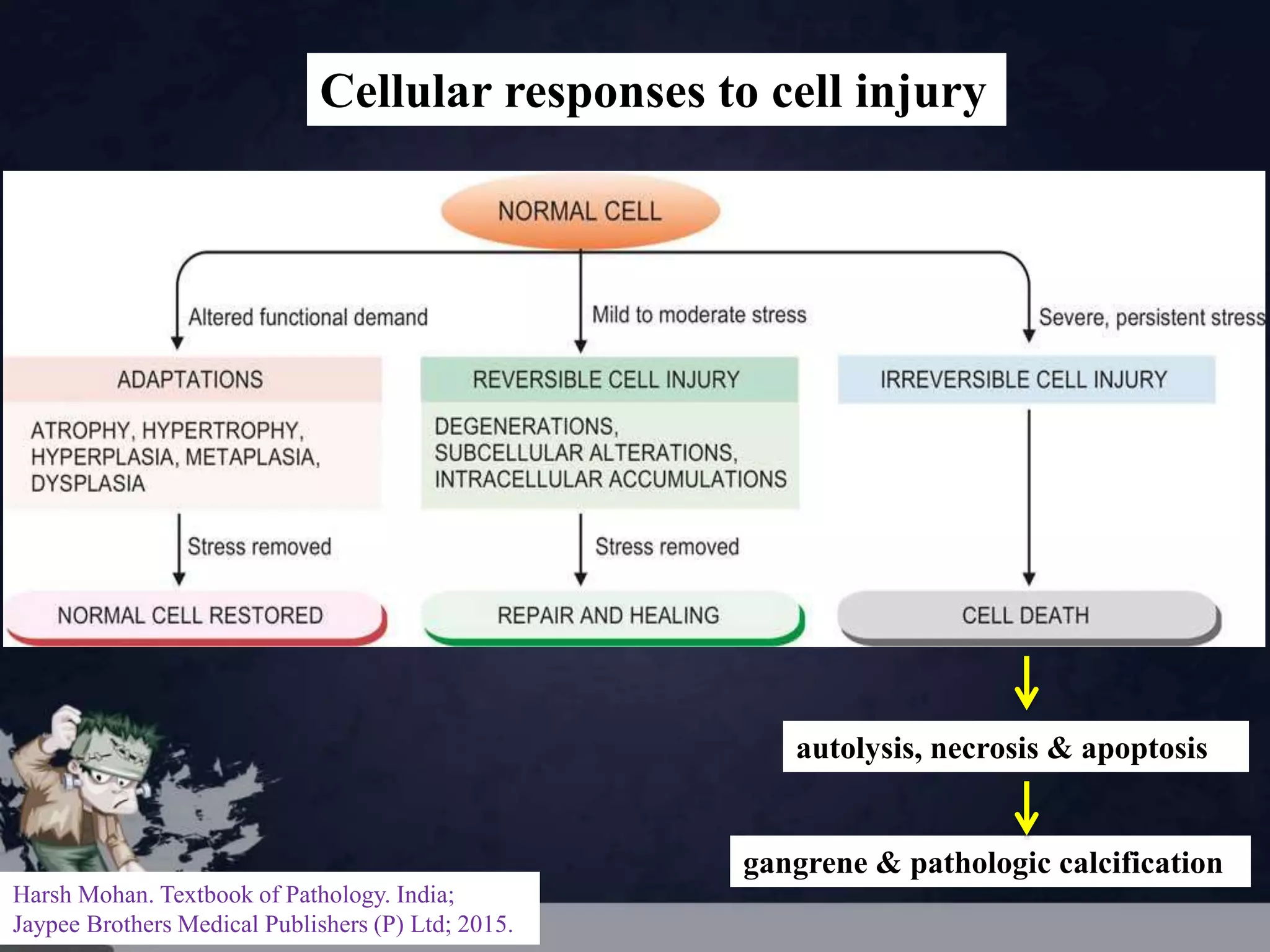 Soft tissue response and healing in omfs | PPTX