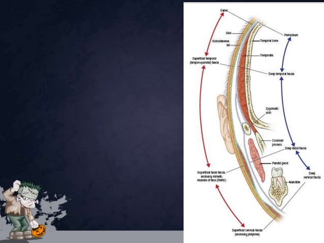 Soft tissue response and healing in omfs | PPTX | Death, Injury, or ...