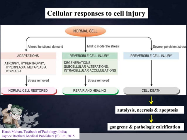 Soft tissue response and healing in omfs | PPTX | Death, Injury, or ...