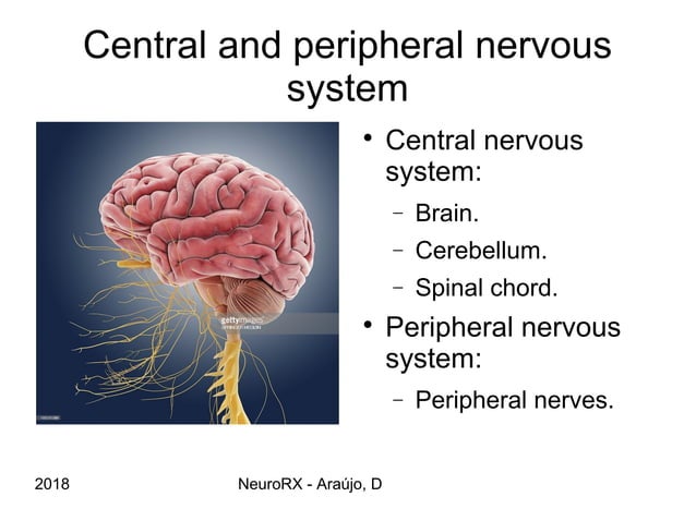 Review of general anatomy of the central nervous system | PPT | Brain ...