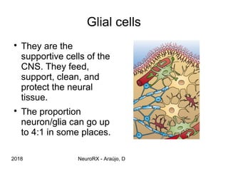 Review of general anatomy of the central nervous system | PPT | Brain ...
