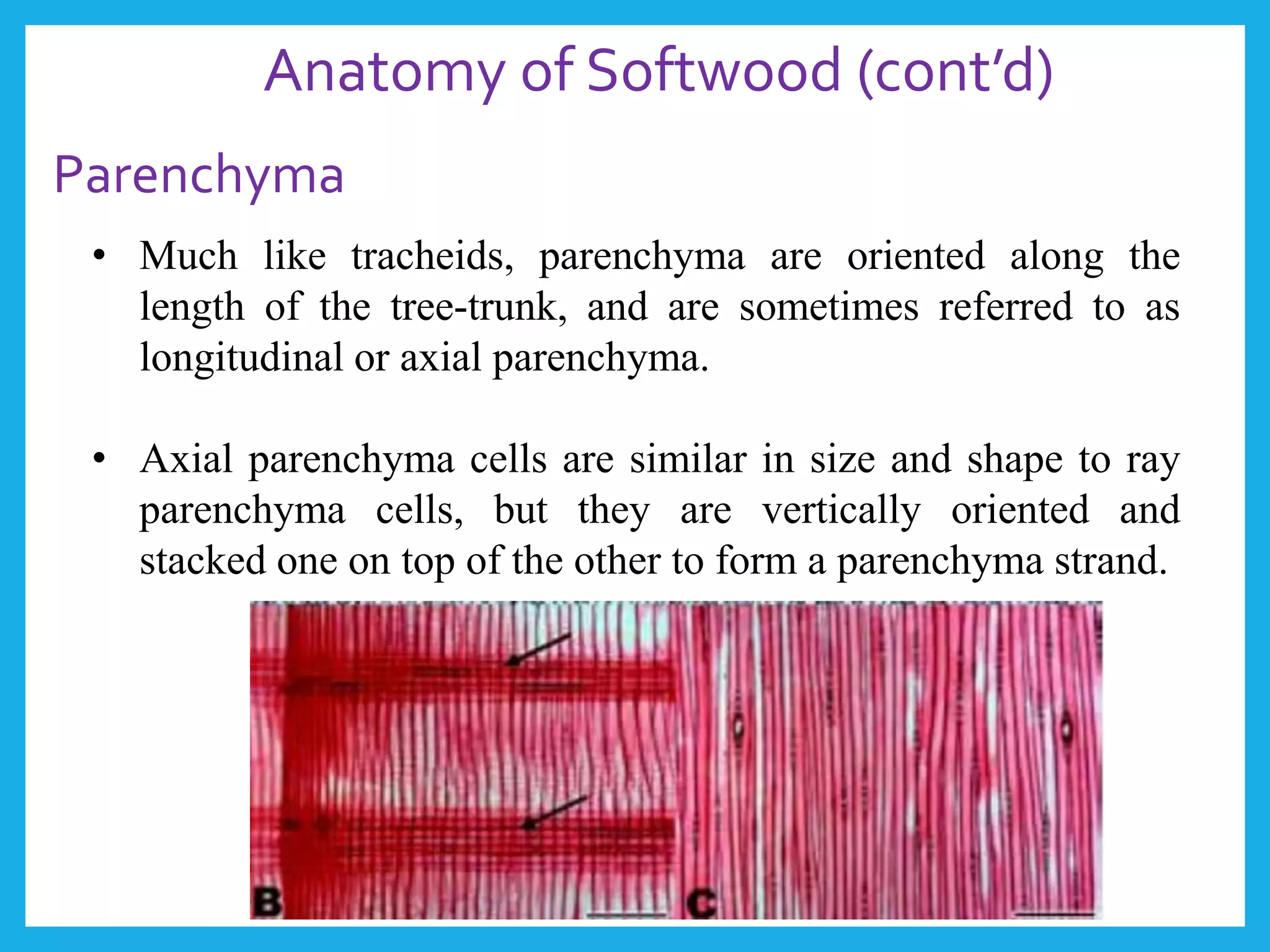 Softwood and Hardwood | PPTX