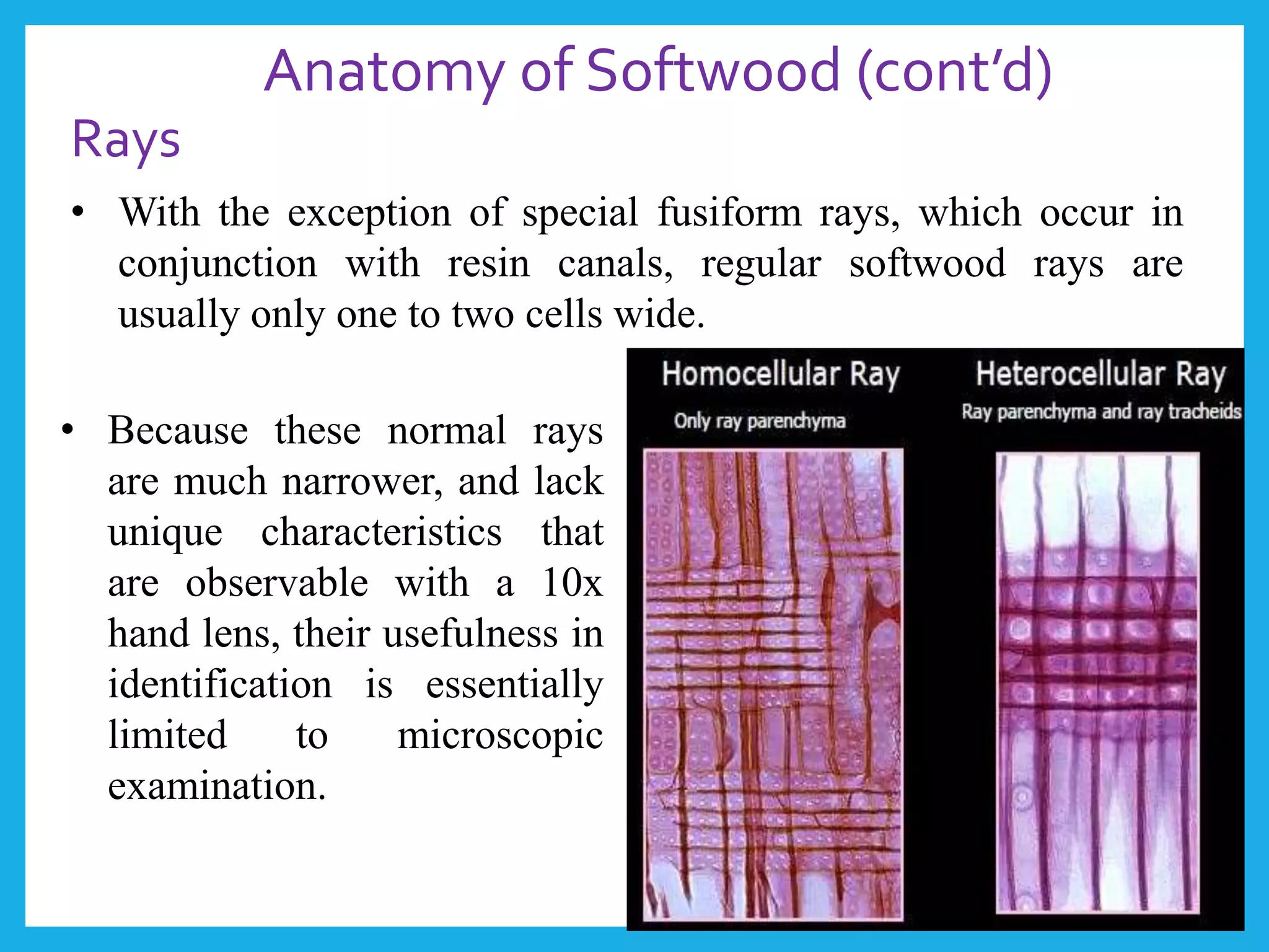 Softwood and Hardwood | PPTX
