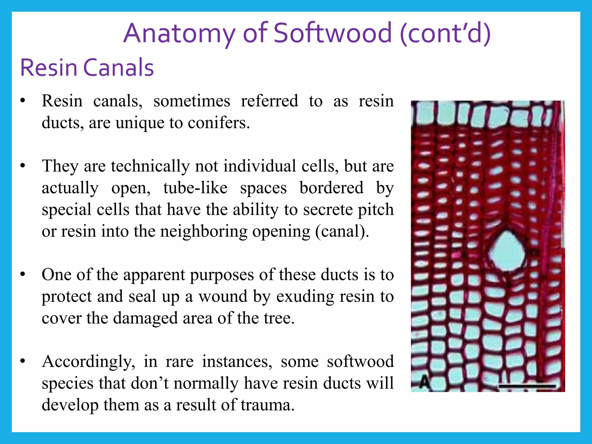 Softwood and Hardwood | PPTX