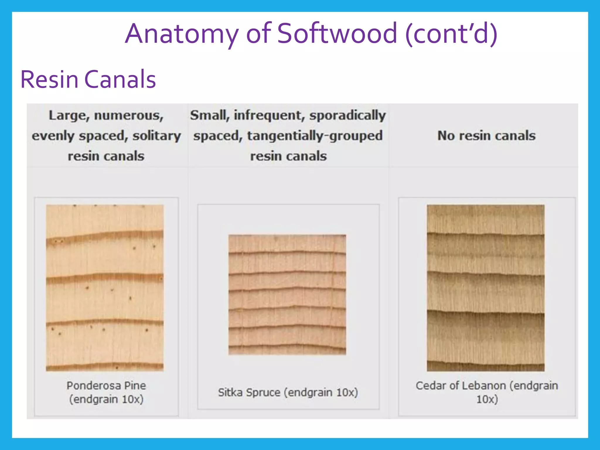 Softwood and Hardwood | PPTX