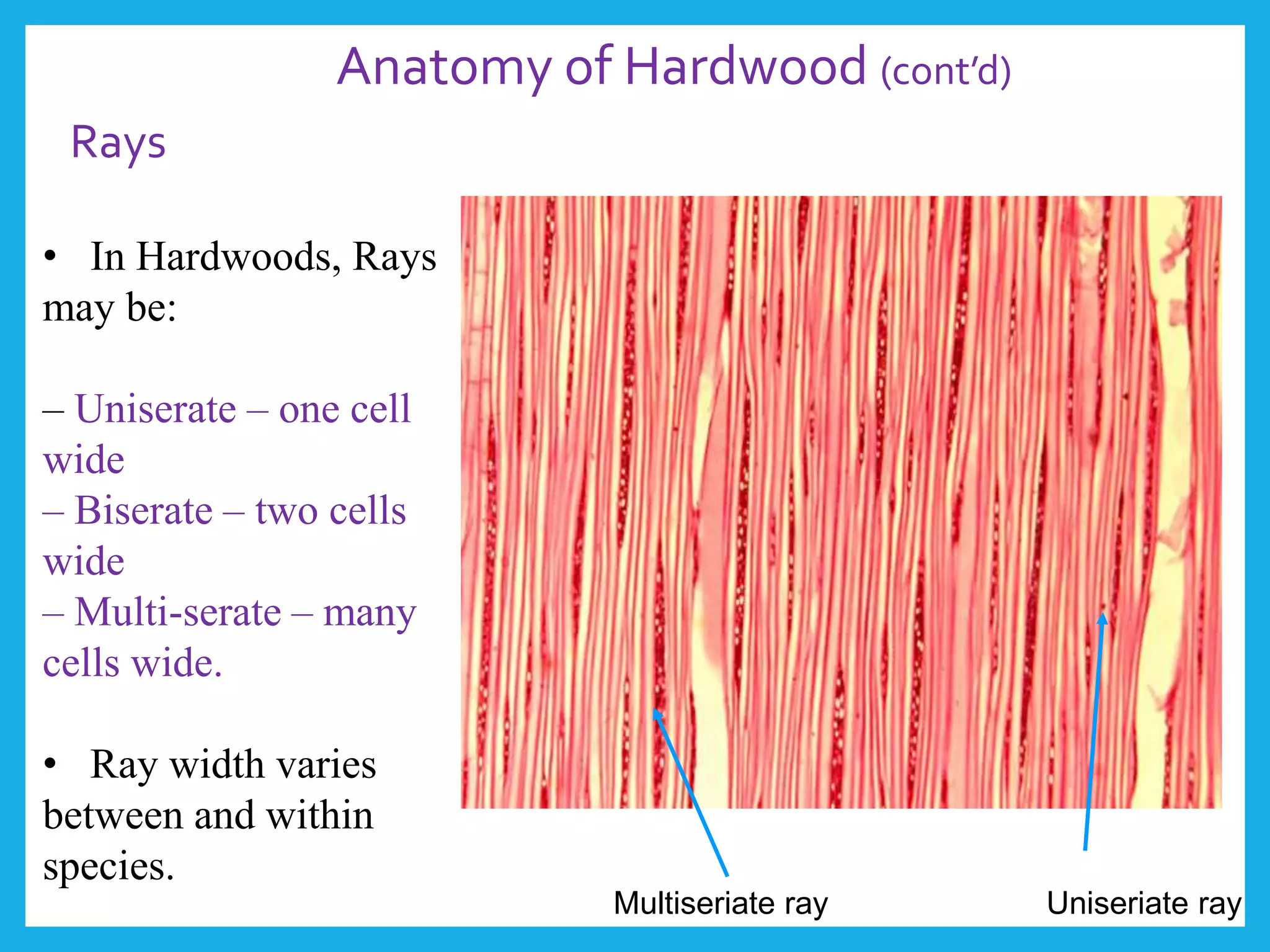 Softwood and Hardwood | PPTX