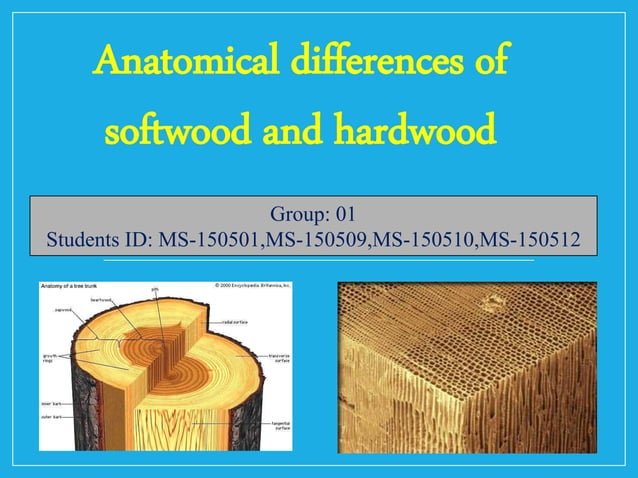 Softwood and Hardwood | PPTX