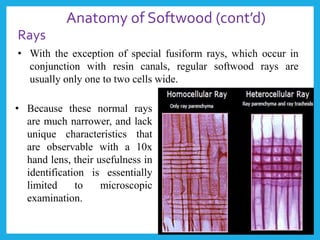 Softwood and Hardwood | PPTX