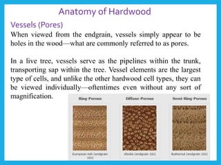 Softwood and Hardwood | PPTX