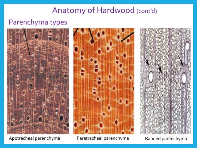 Softwood and Hardwood | PPTX